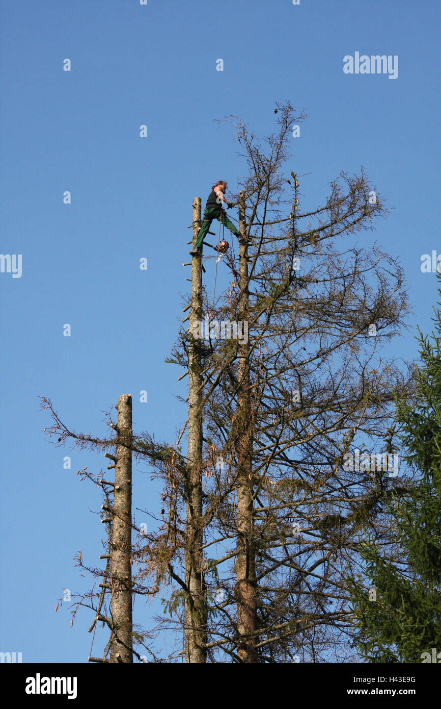 Spruces, Picea spec., treetops, workers, no model release, nature ...