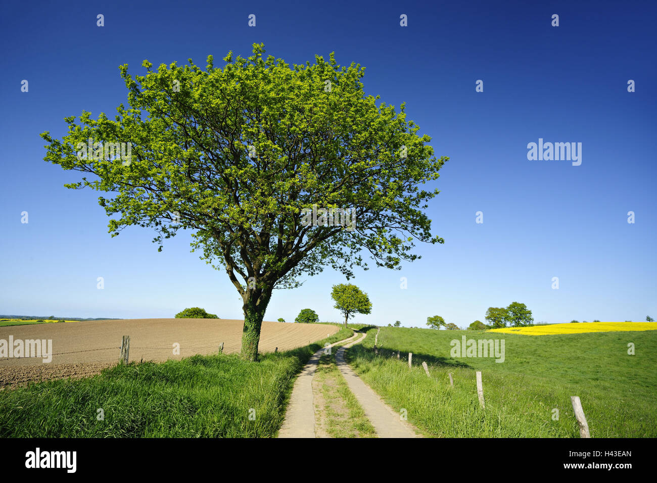 Germany, Schleswig-Holstein, spring scenery, Plön Stock Photo - Alamy