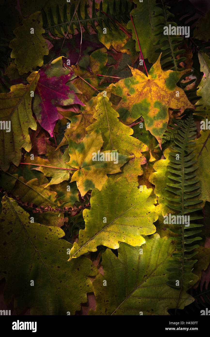 Oak and maple autumn leaves - various trees Stock Photo - Alamy