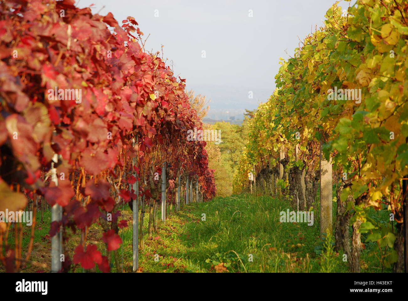 Germany, Baden-Wurttemberg, imperial chair, Schönberg, vineyard, vines ...