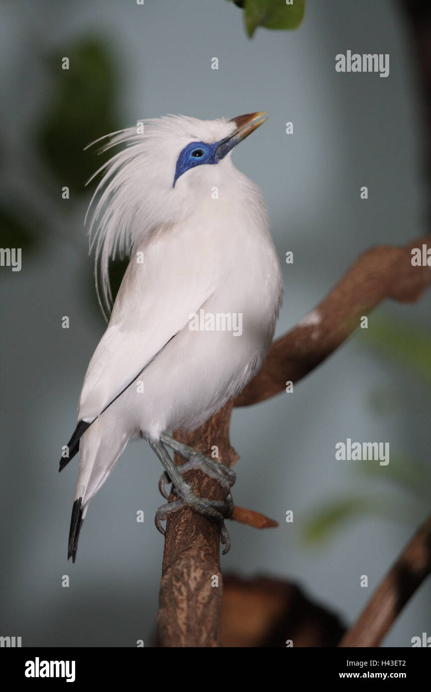 Bali glaucoma, branch, sit, side view, courtship display, glaucoma ...