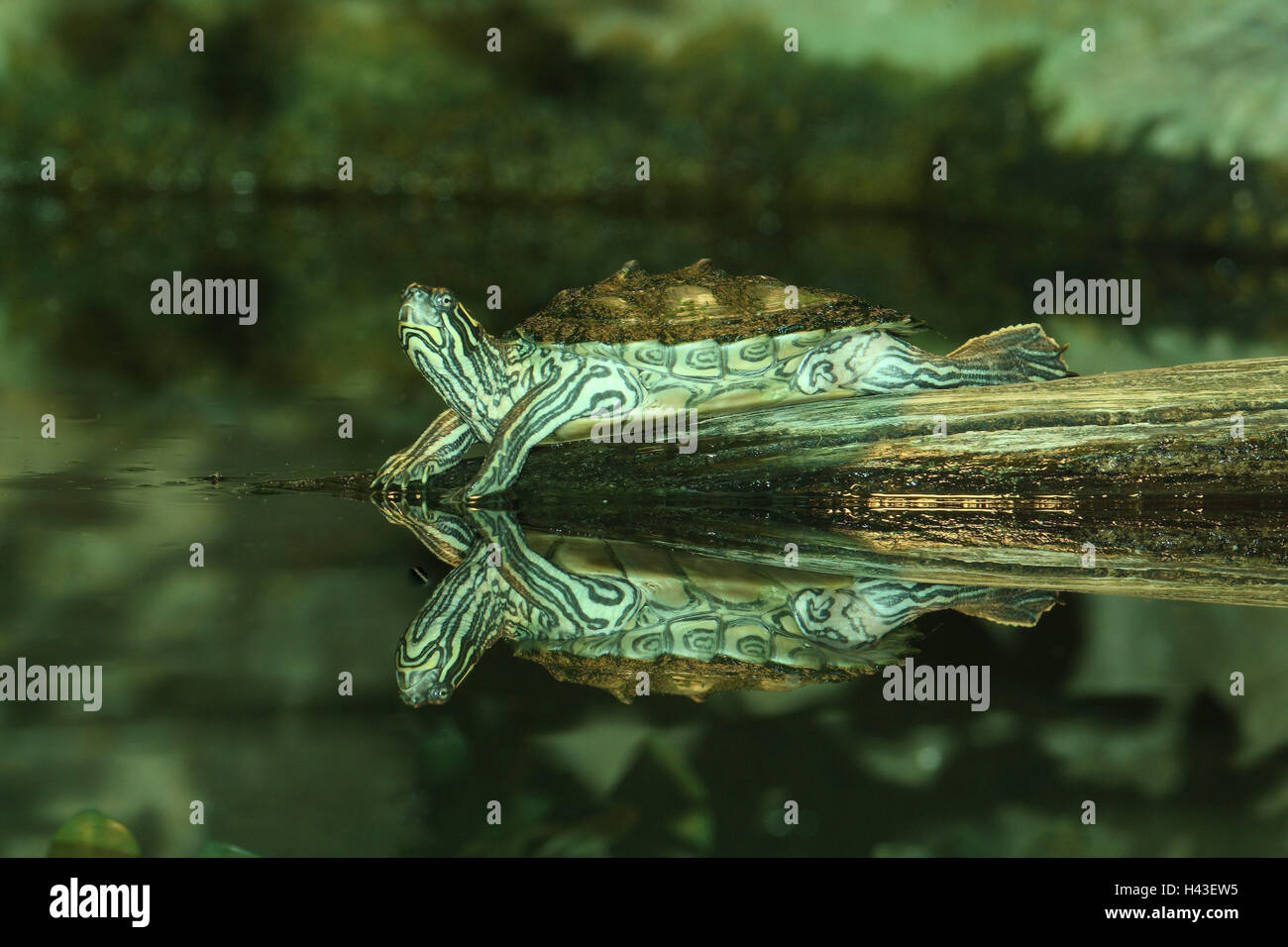 Back of tortoise hi-res stock photography and images - Alamy