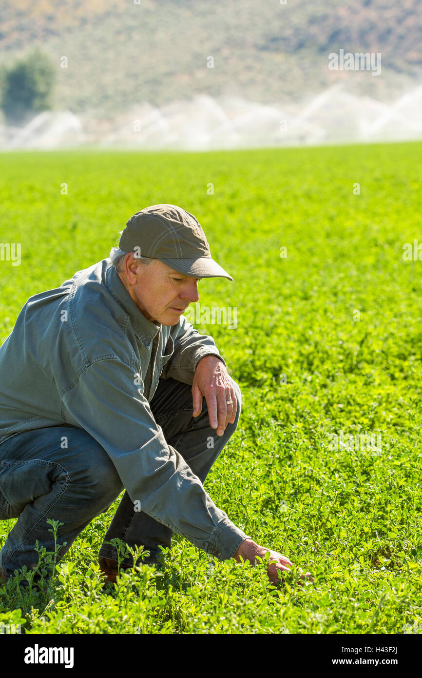 Crouching Caucasian farmer checking crop in field Stock Photo - Alamy