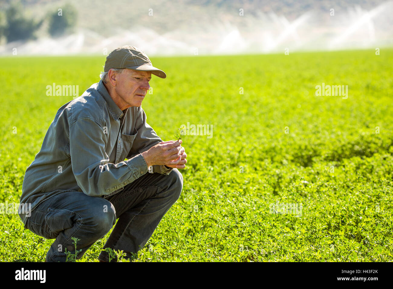 Crouching Caucasian farmer checking crop in field Stock Photo - Alamy
