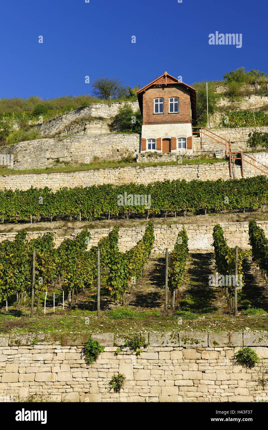 Germany, Saxony-Anhalt, Unstruttal, vineyards, castle Frey / Unstrut ...