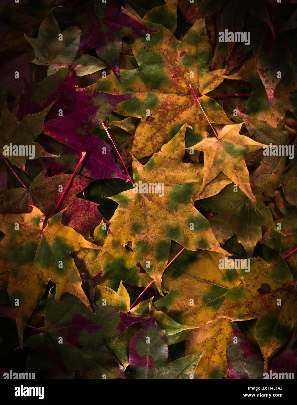 maple autumn leaves - various trees Stock Photo - Alamy