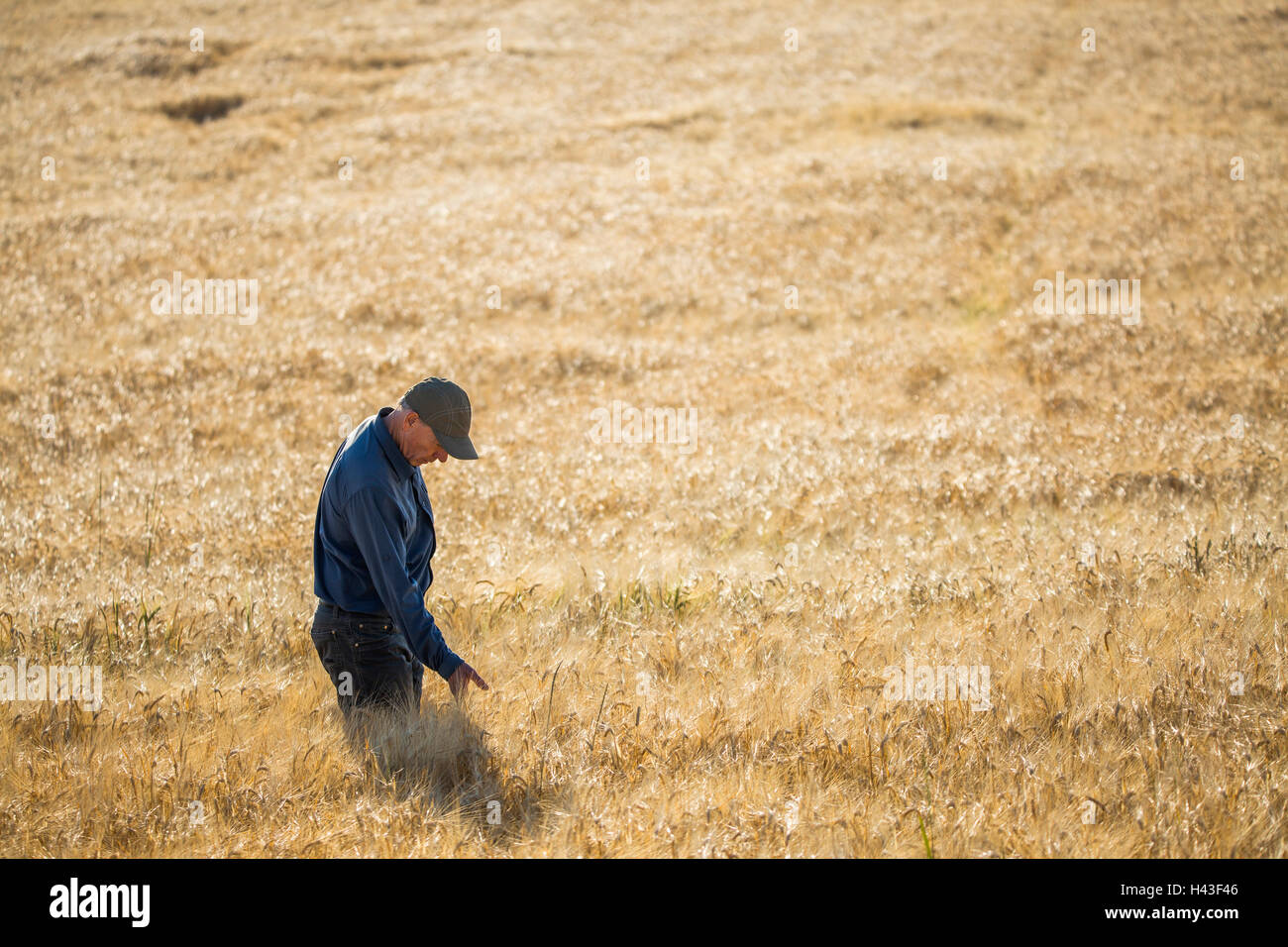 Standing crop hi-res stock photography and images - Alamy
