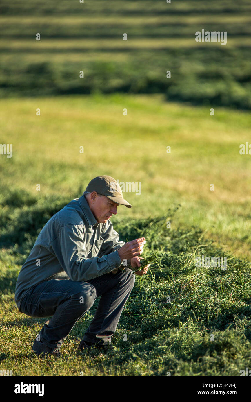 Caucasian farmer crouching in field checking crop Stock Photo - Alamy
