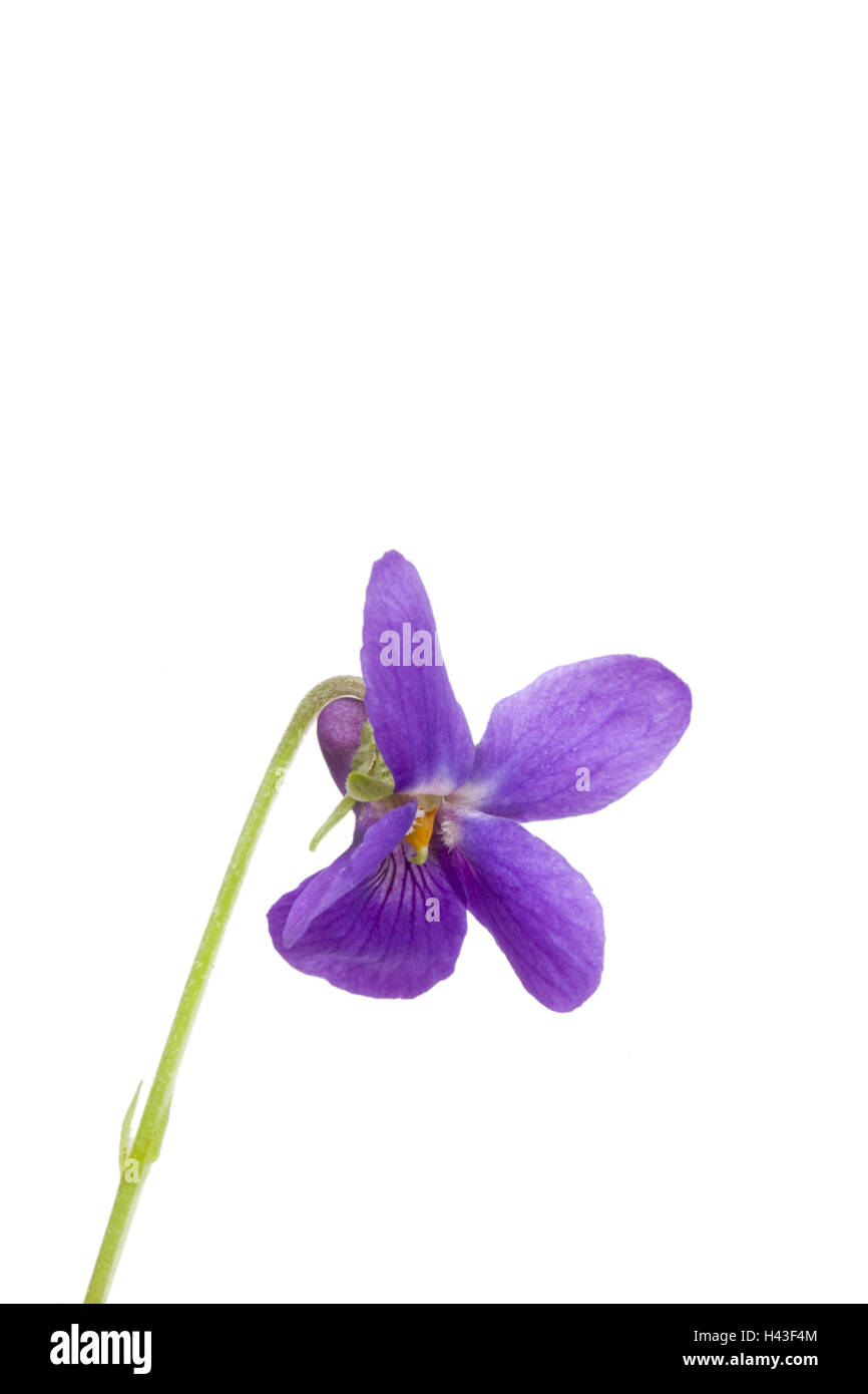 Period of bloom Cut Out Stock Images & Pictures - Alamy
