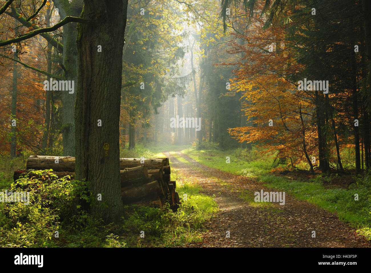 Reinhardswald hi-res stock photography and images - Alamy