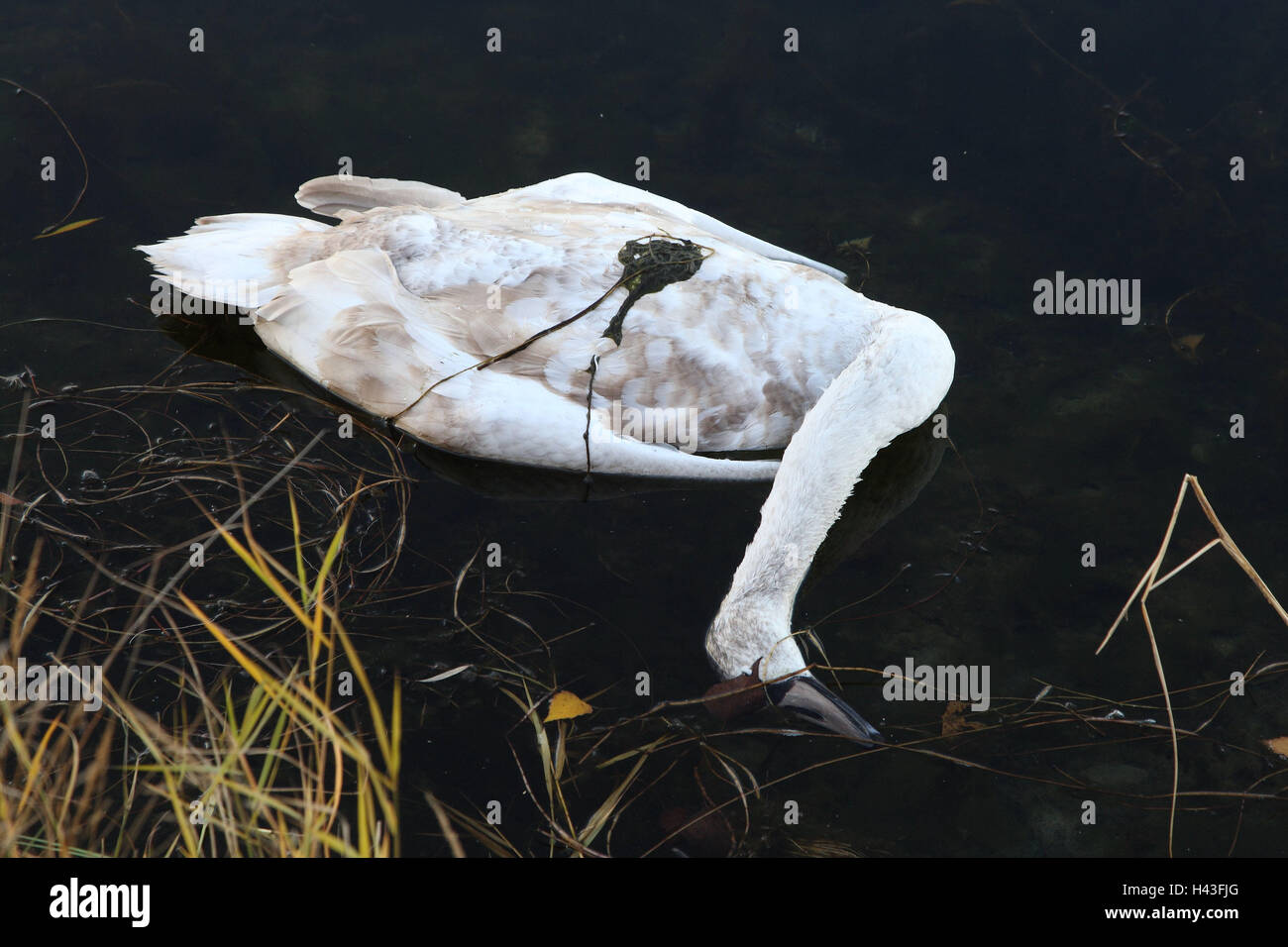 Water, hump swan, Cygnus, olor, young animal, deadly, bird, swan, wild ...
