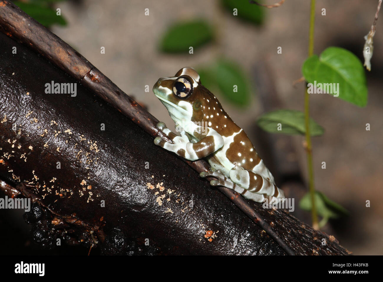 Branch, toad foliage frog, Phrynohyas resinifictrix, side view ...