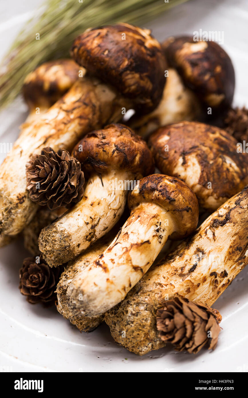 Matsutake mushrooms tree hi-res stock photography and images - Alamy