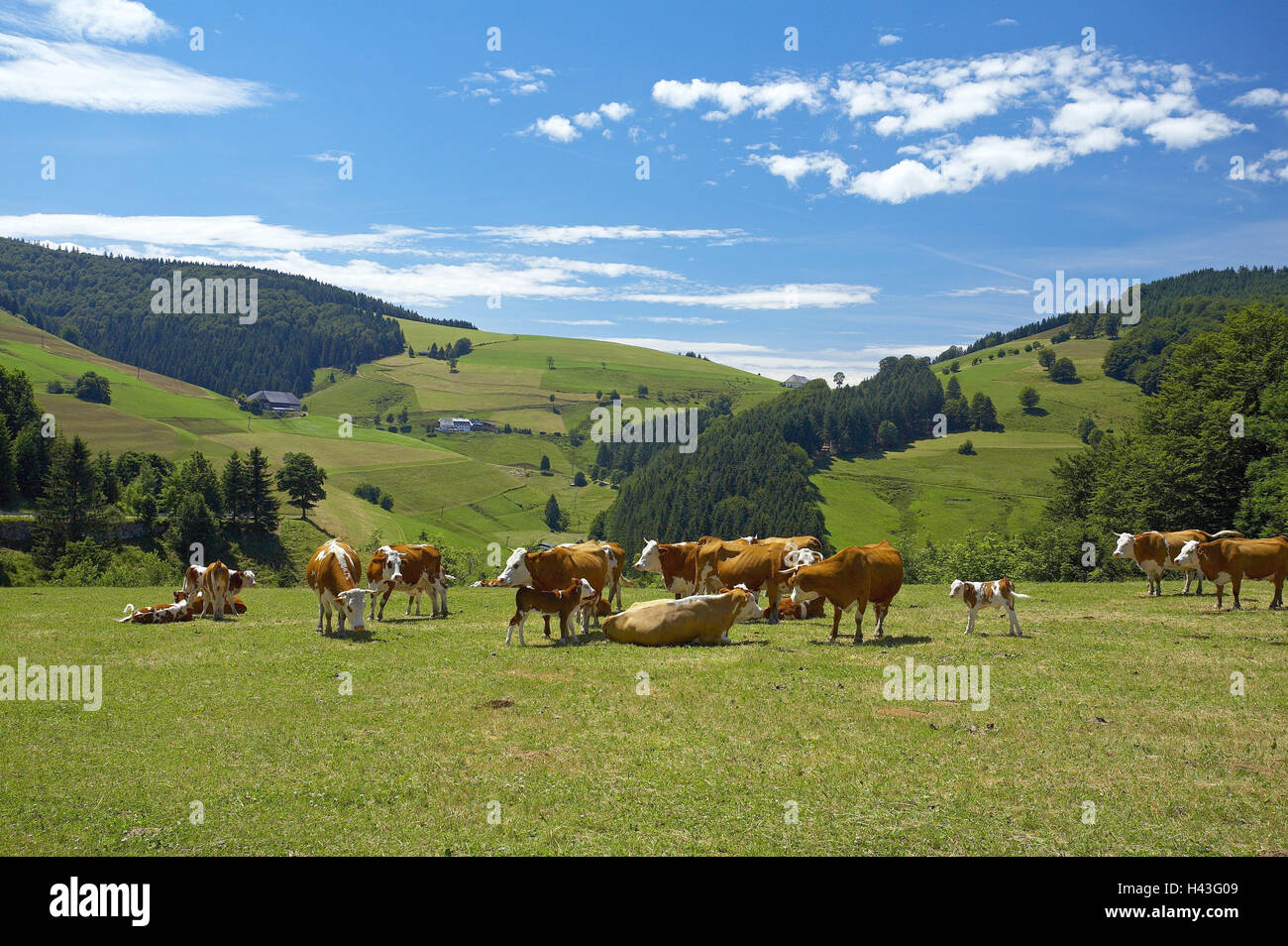 Germany, Baden-Wurttemberg, Black Forest, cathedral valley, scenery ...