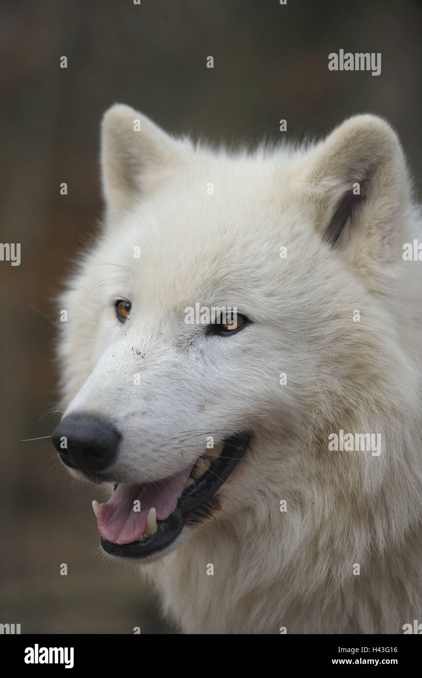 Polar wolf, Canis lupus arctos, portrait, zoo, game park, animals, wild ...