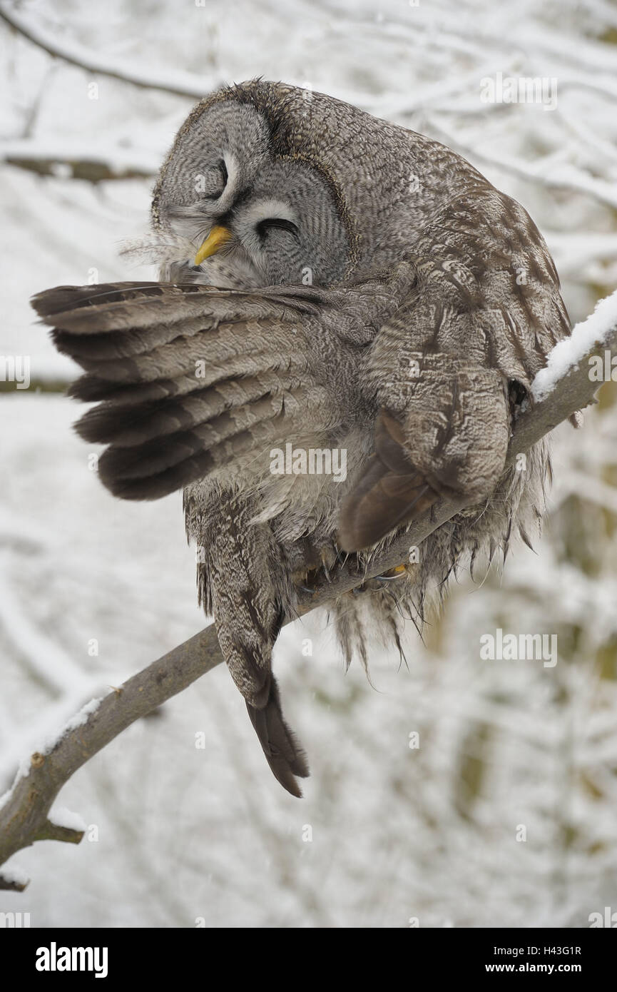 Beard owl, Strix nebulosa, plumage, clean, winters, wood, zoo, game ...