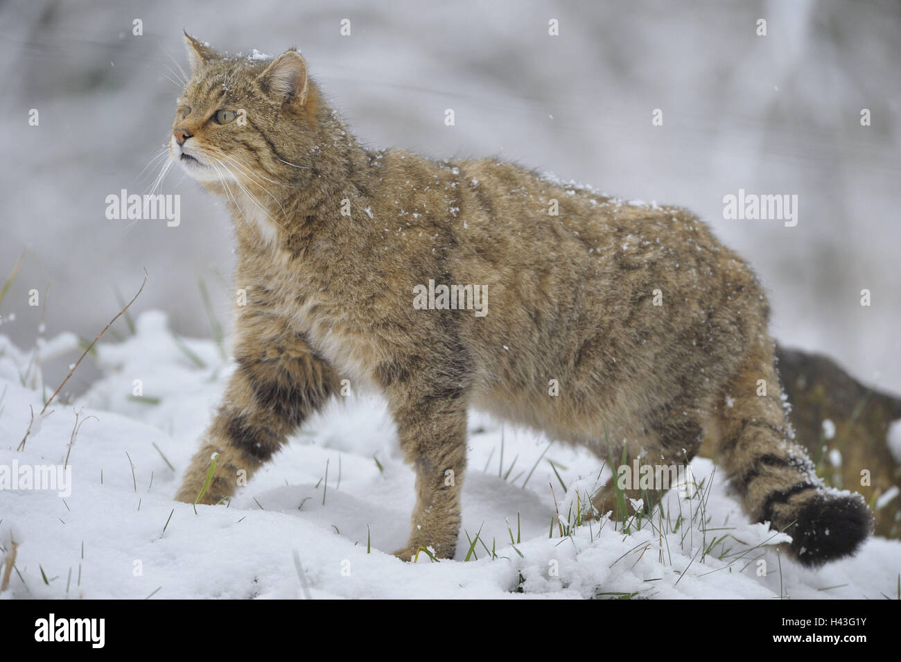 Central European wildcat, Felis silvestris, silvestris, winter, zoo ...