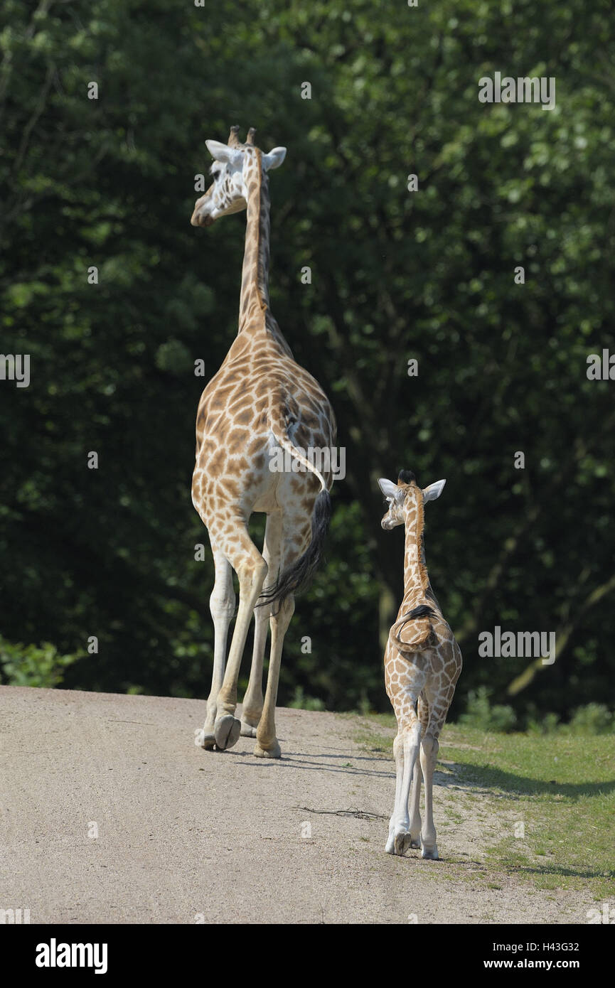 Giraffes, Giraffa camelopardalis, mother animal, young animal, go, back ...
