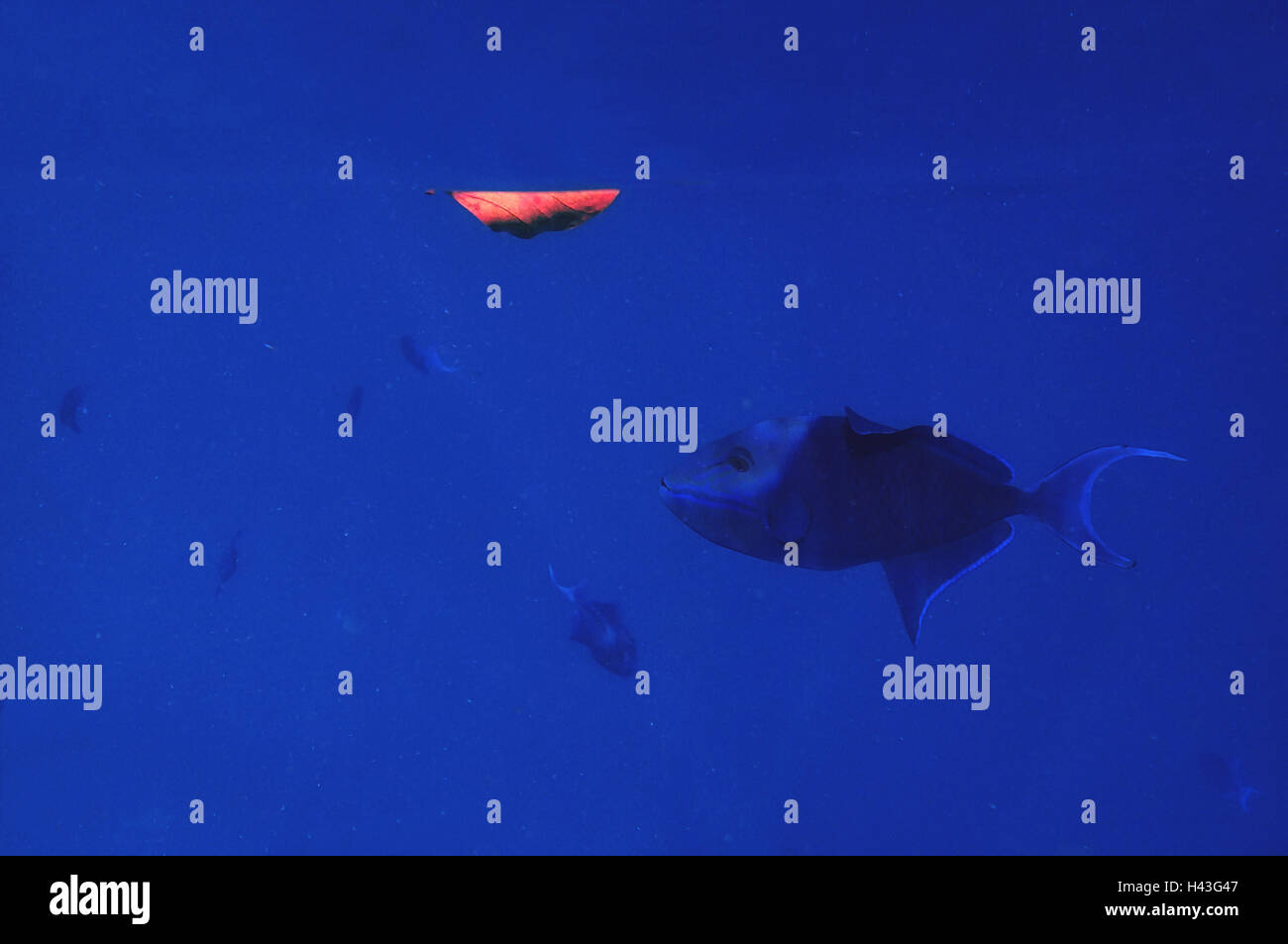 Fish swimming underwater with leaf floating on surface, Maldives Stock ...