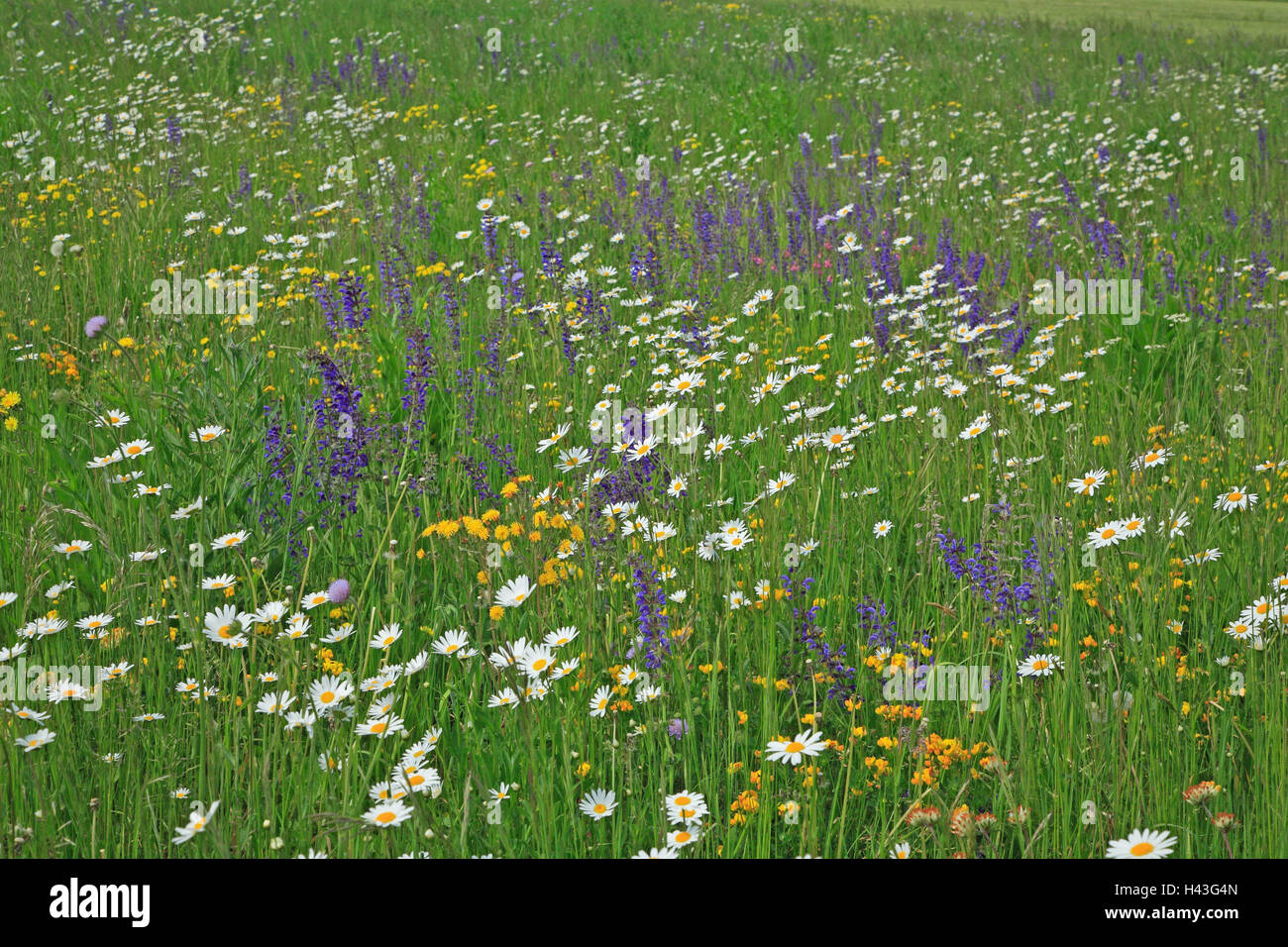 Flower meadow, detail, nature, botany, vegetation, plants, meadow ...