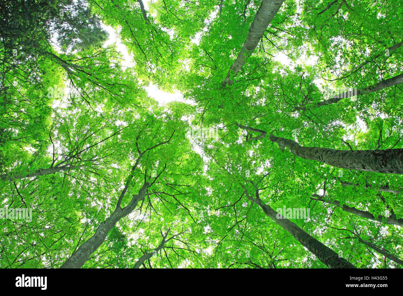 Deciduous forest, trees, from below, nature, vegetation, wood, plants ...