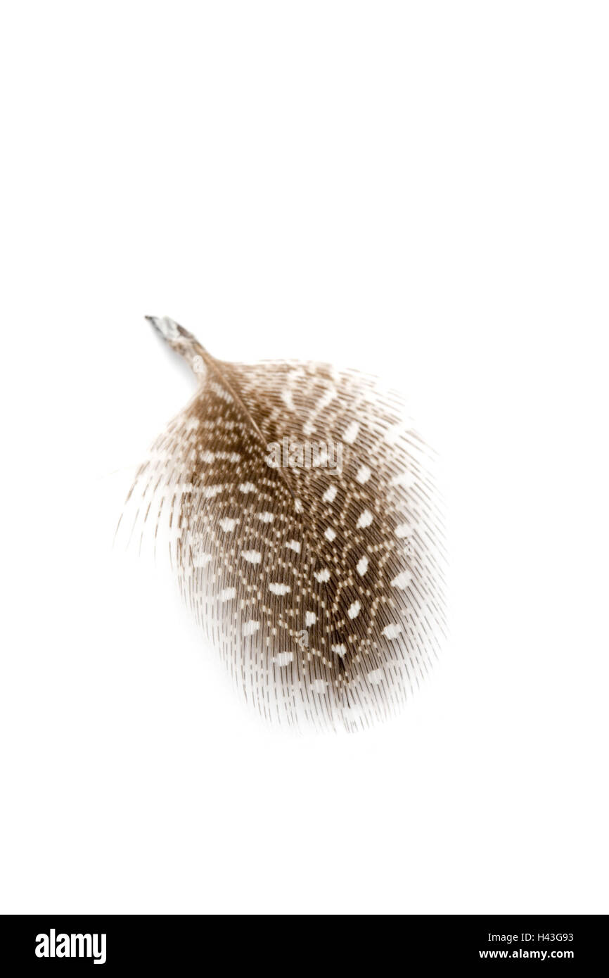 Feather fowl hi-res stock photography and images - Alamy