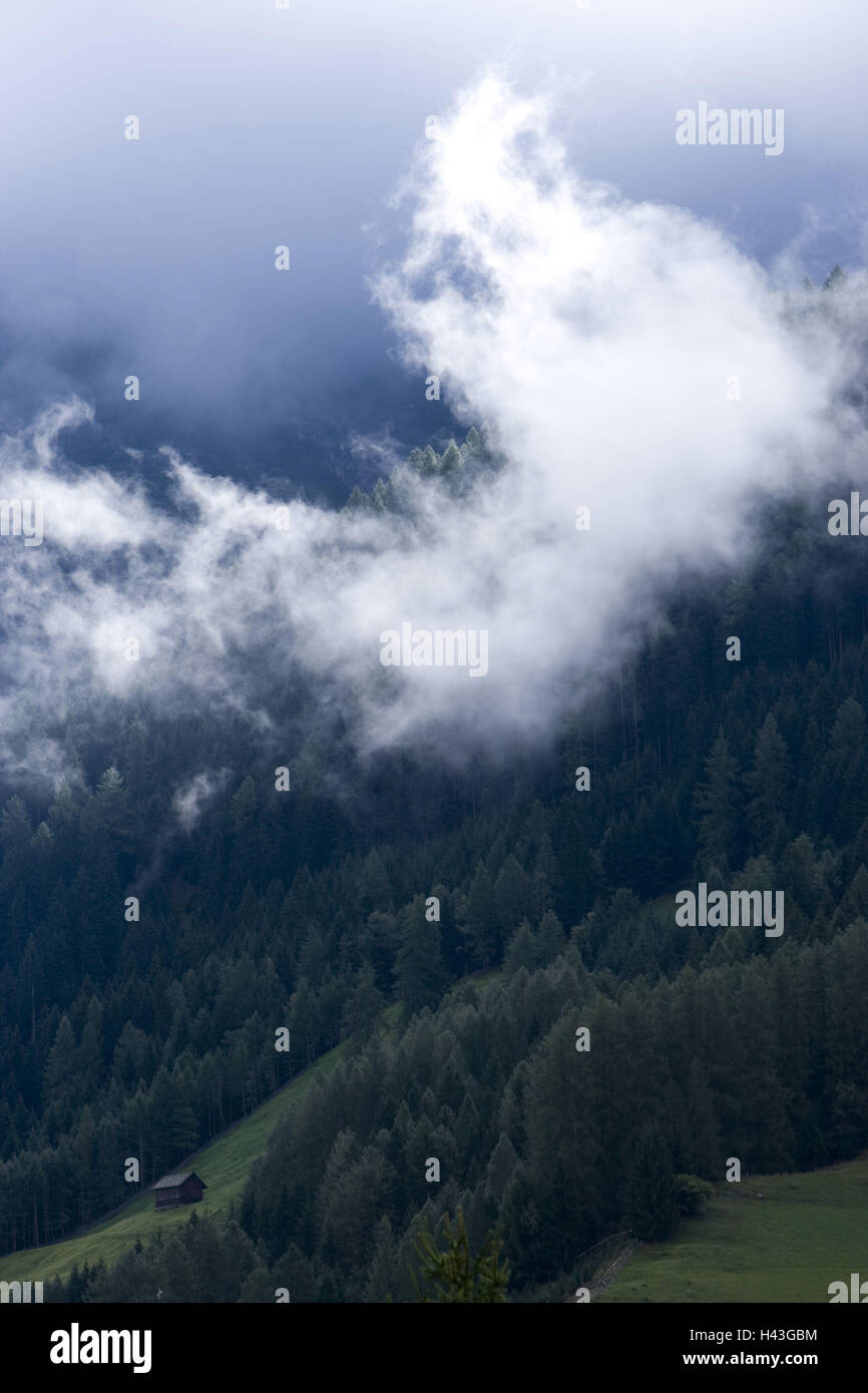 Mountain wood, fog patches Stock Photo - Alamy