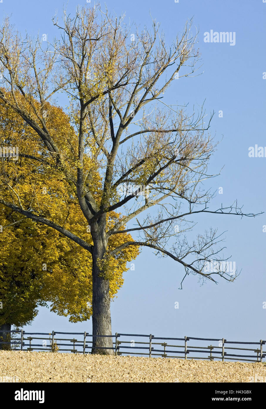 Field margin, fence, summer lime-tree, Tilia, platyphyllos, aspen ...