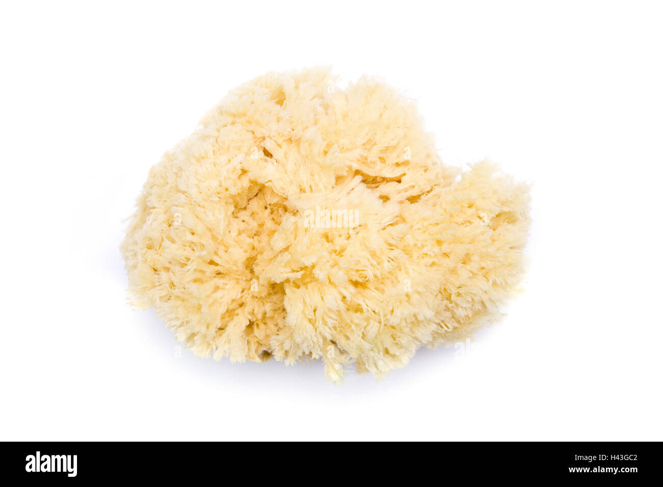 Sponge fungus hi-res stock photography and images - Alamy