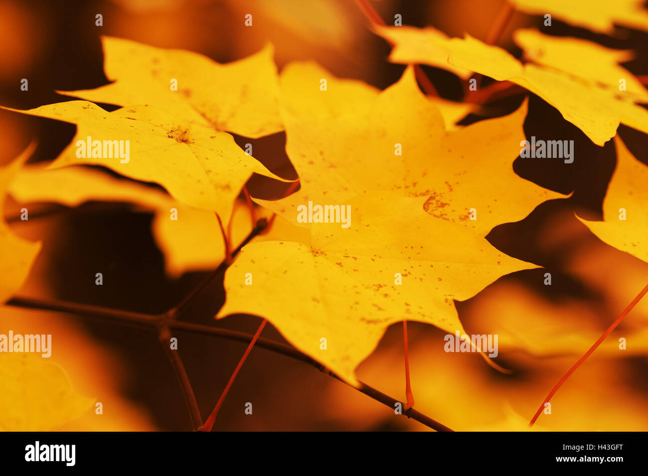 Tree fork with autumn leaves hi-res stock photography and images - Alamy