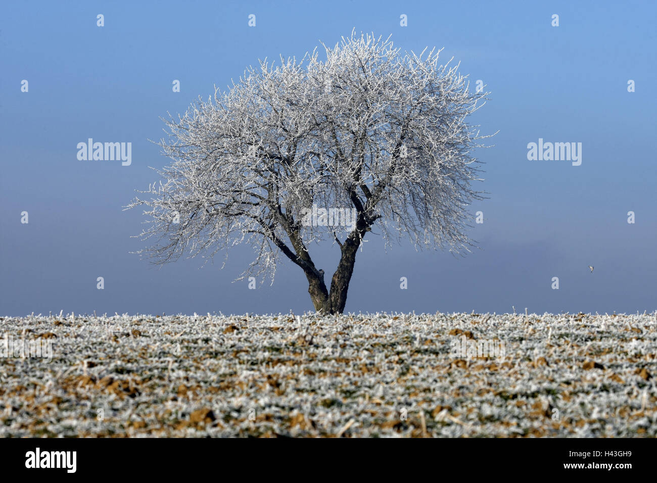 Field, tree, fog, hoarfrost Stock Photo - Alamy
