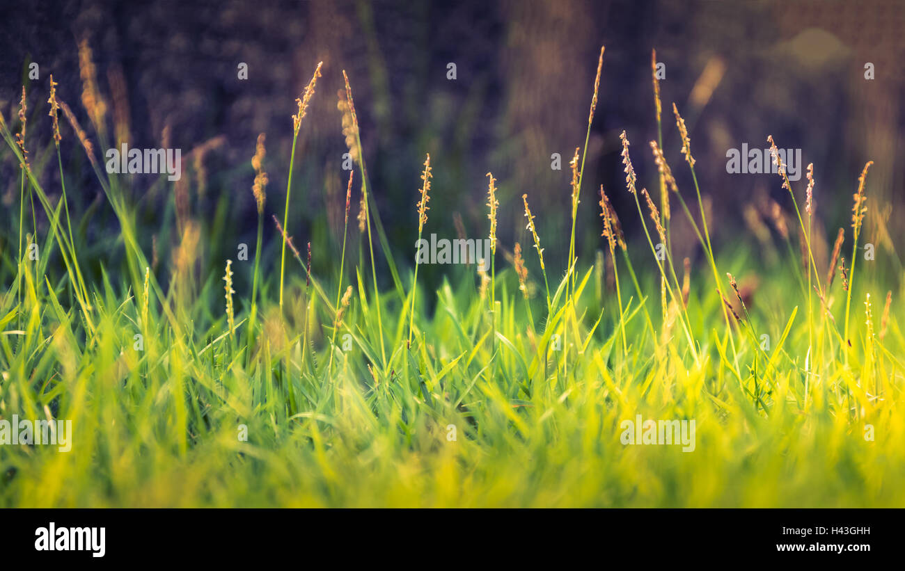 Green grass background with golden sunlight in summer Stock Photo - Alamy