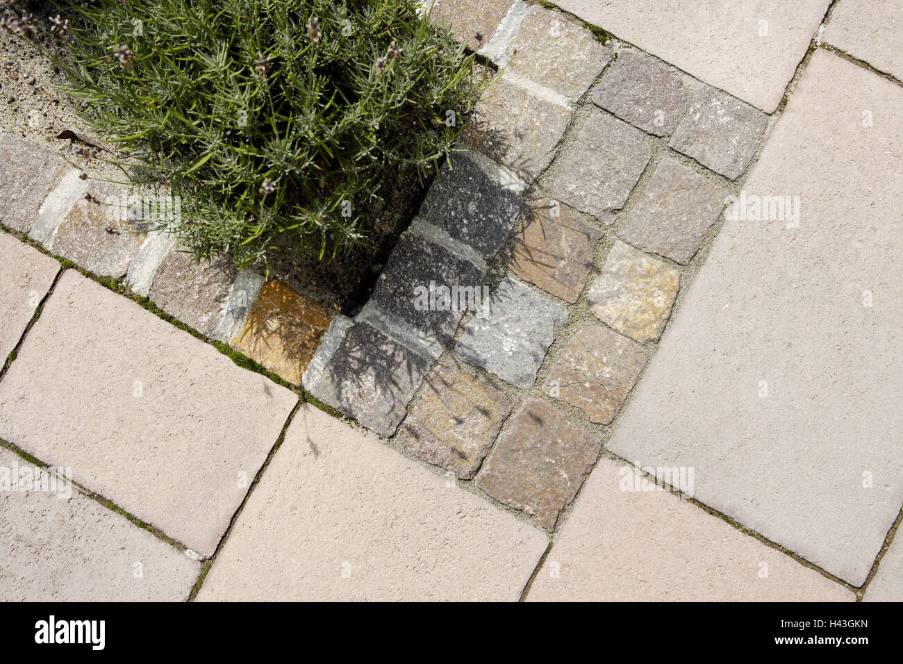 Terrace, demarcation, patch, lavender, garden, paving-stones, terrace ...