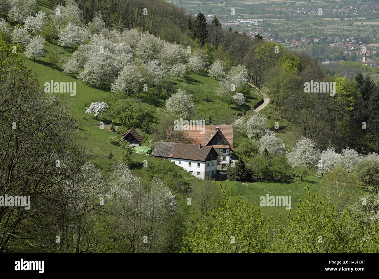 Black Forest Area Germany