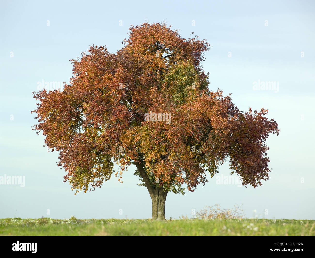 Pear tree, autumn, meadow, tree, broad-leaved tree, fruit-tree ...