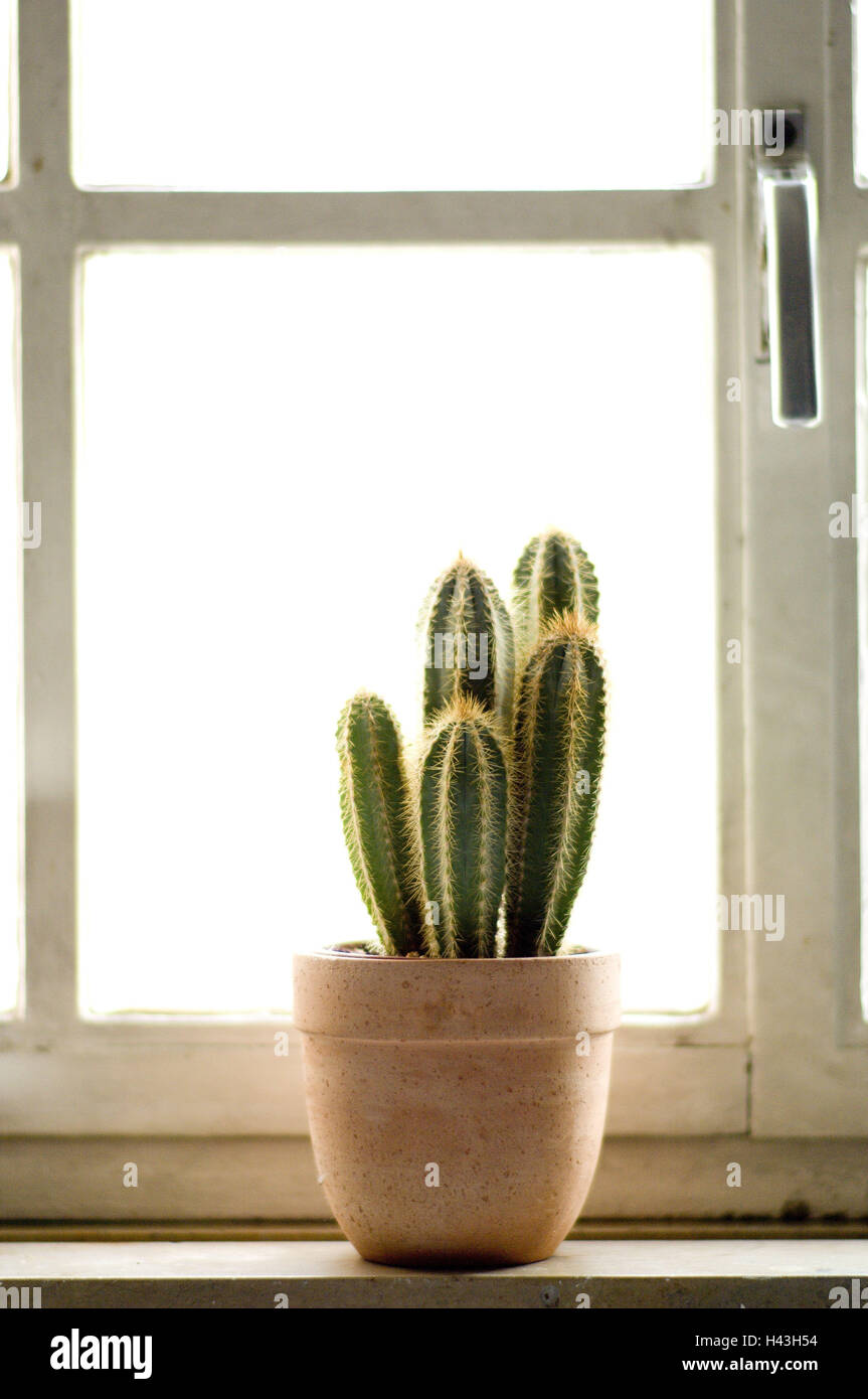 Windowsill, cactus, Cactaceae, indoor plant, sill, window, plant ...