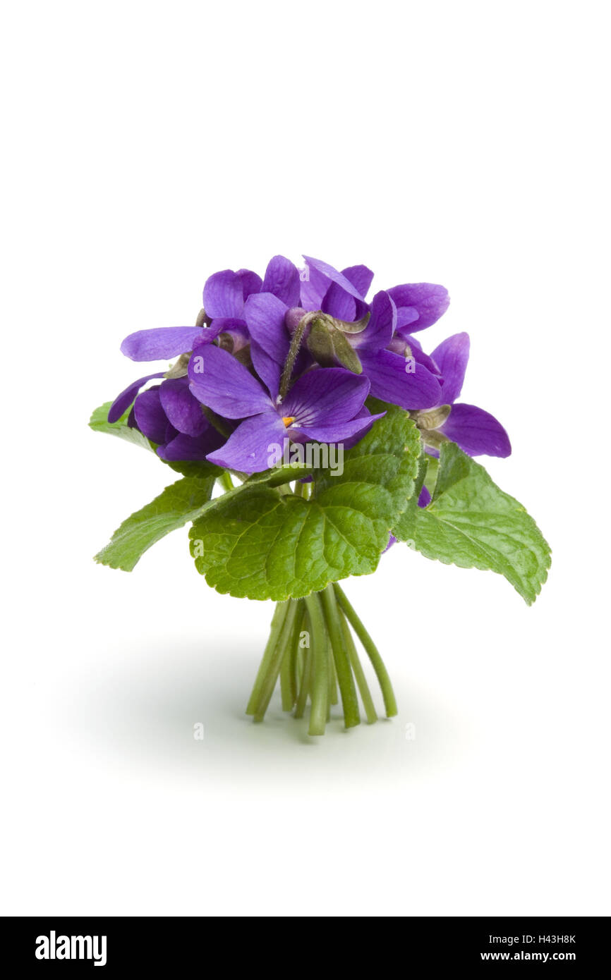 Bunch of violets hi-res stock photography and images - Alamy