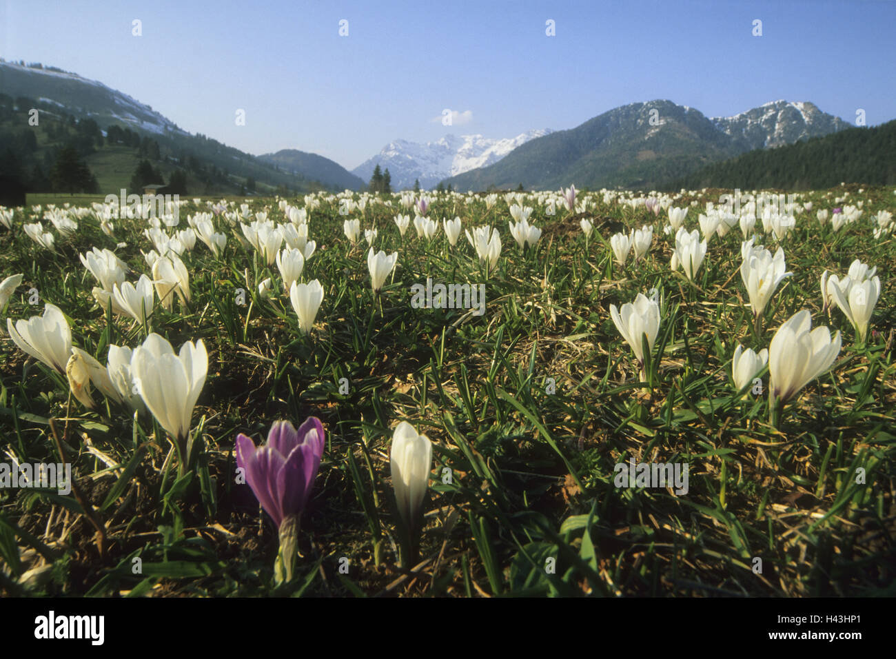 Austria Tyrol Meadow Mountains Flowers High Resolution Stock ...