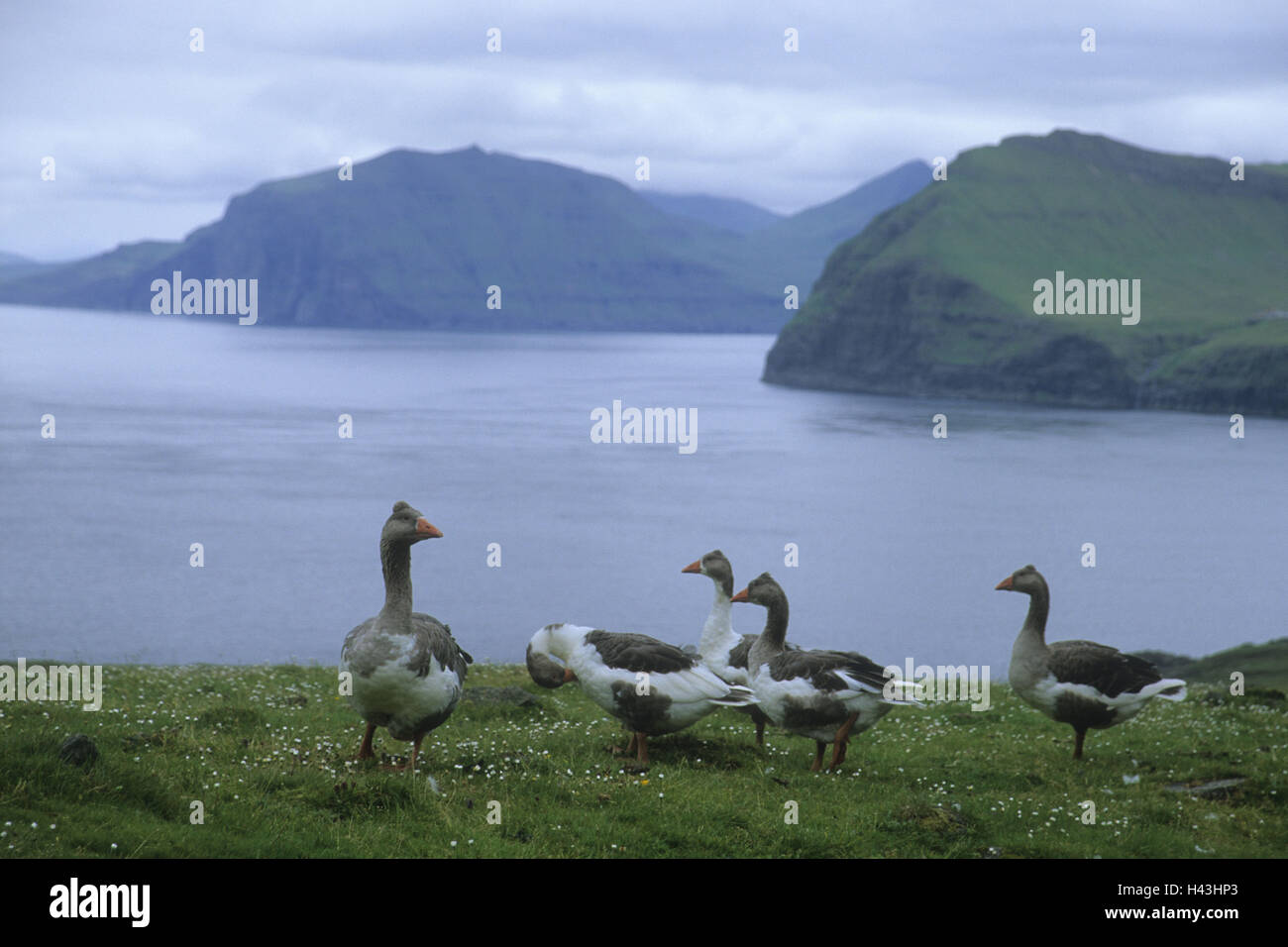 Denmark, the Faroes, scenery, greylag geese, Anser anser Stock Photo ...