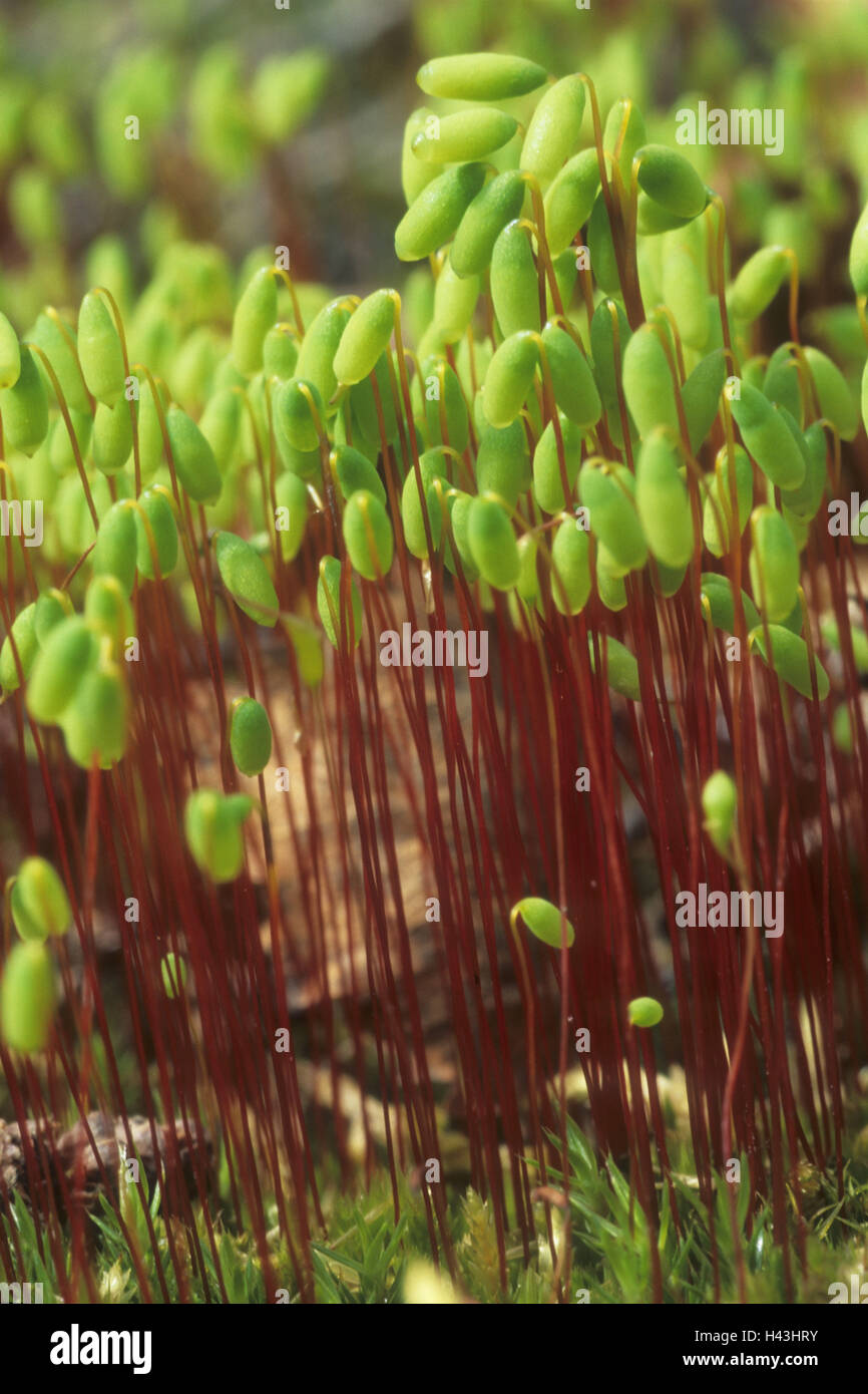 Moss spore capsules hi-res stock photography and images - Alamy