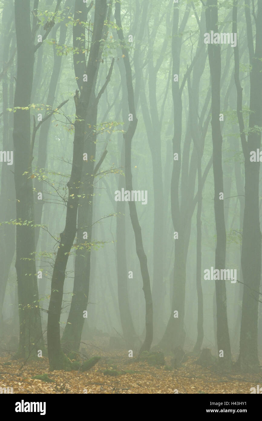 Spessart forest hi-res stock photography and images - Alamy