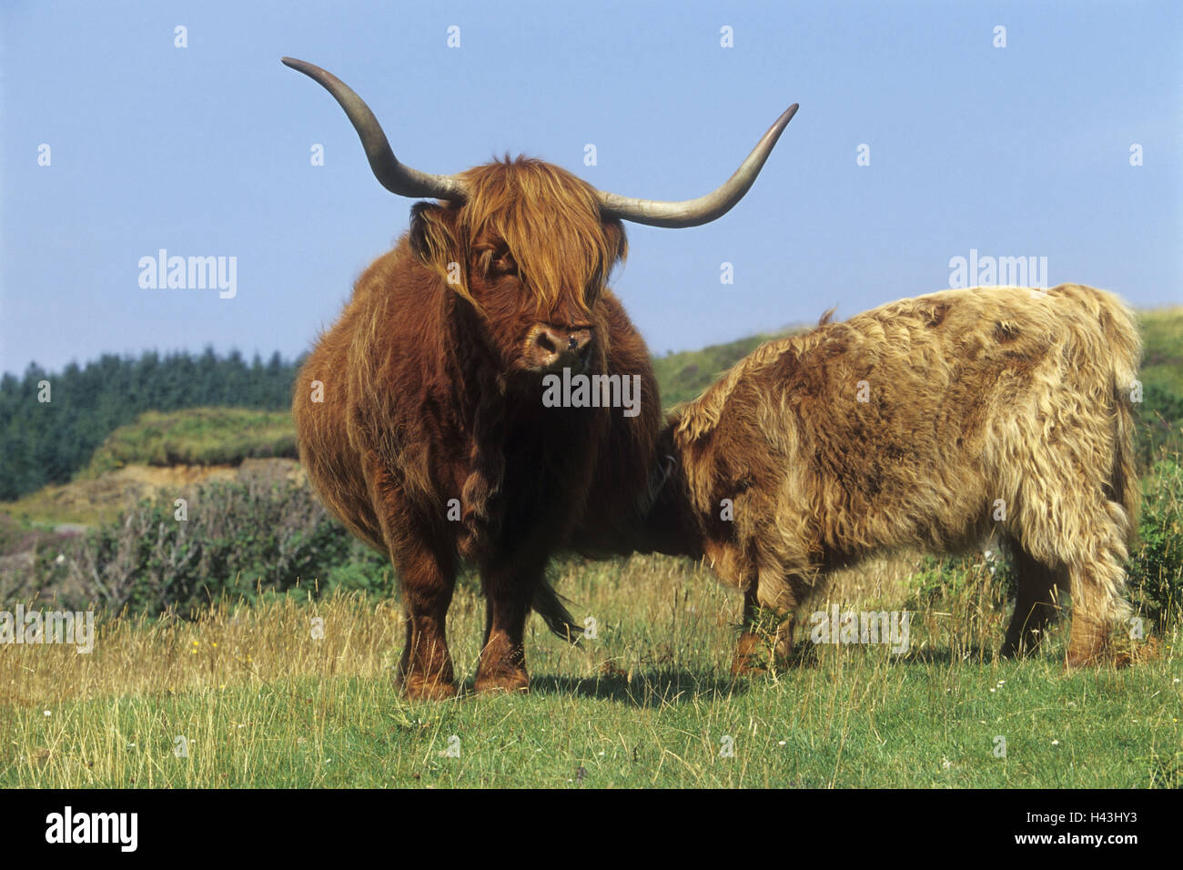 Scottish highland cattle, Bos primigenius following Taurus, mother ...