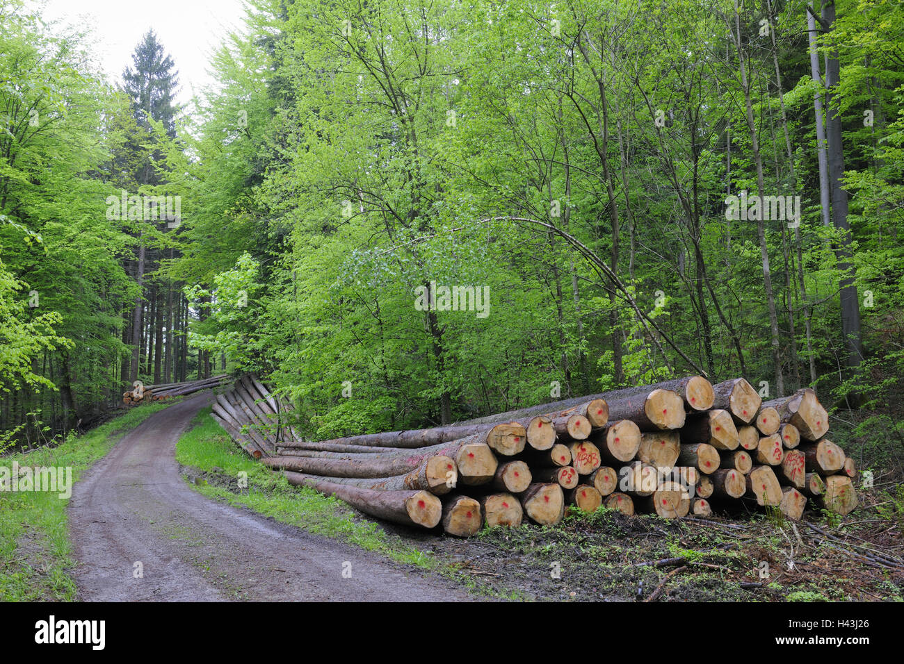 Wood, trunks, batches, way Stock Photo - Alamy