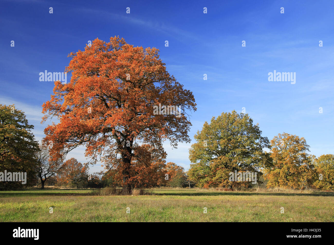 Germany, Saxony-Anhalt, Dessau, Elbauen, autumn scenery Stock Photo - Alamy