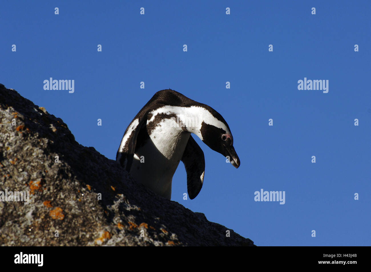 South, Africa, Capetown, rock, penguin, Africa, destination, place of ...