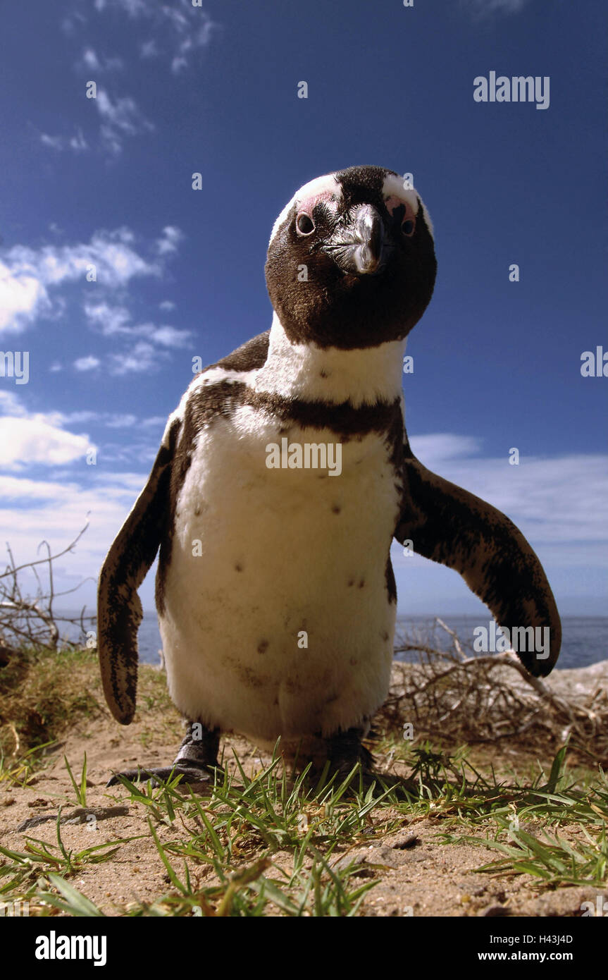 South, Africa, Capetown, beach, penguin, Africa, destination, place of ...