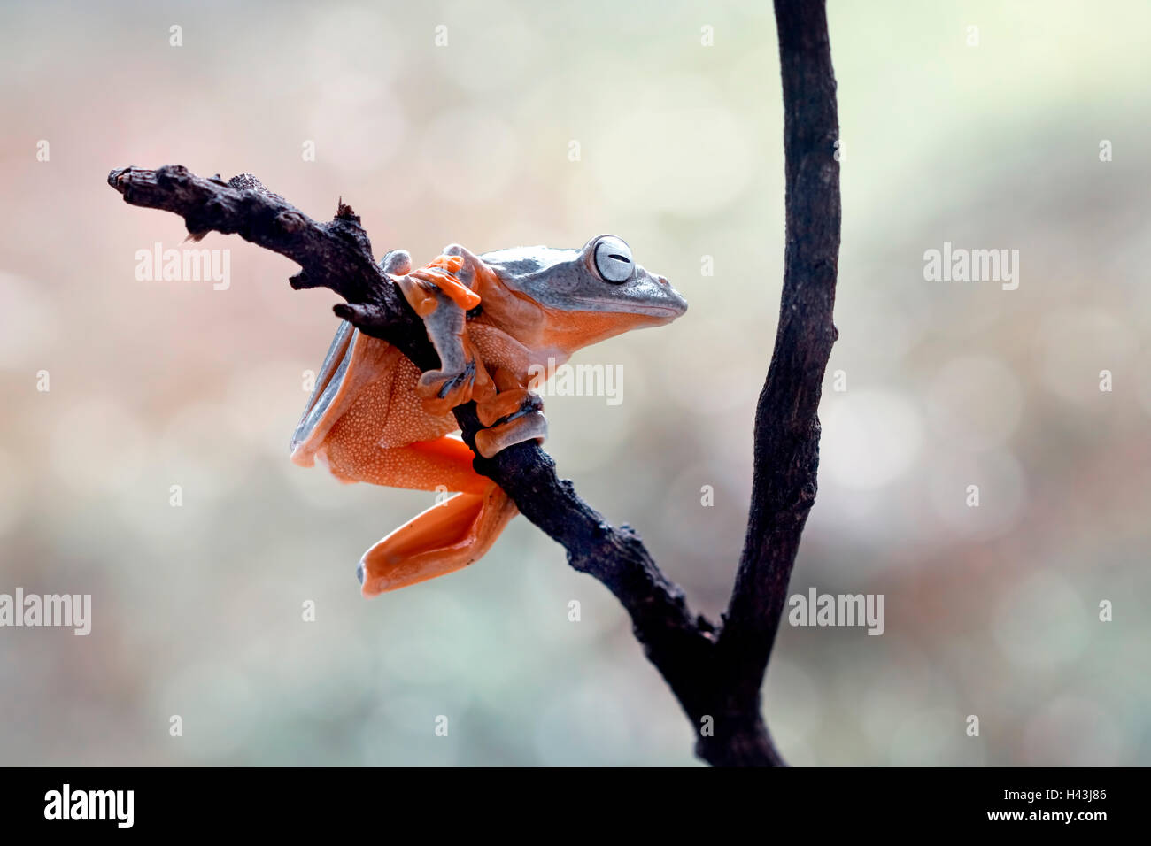 Tree frog on a branch, Indonesia Stock Photo - Alamy