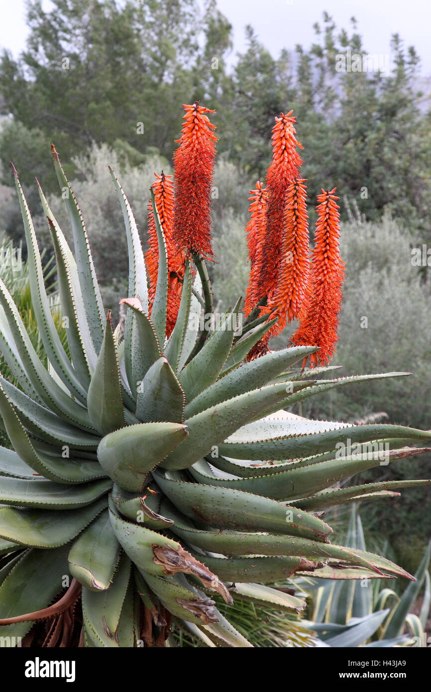 Majorca, agave, blossoms, red, Spain, the Balearic Islands, Balearic ...
