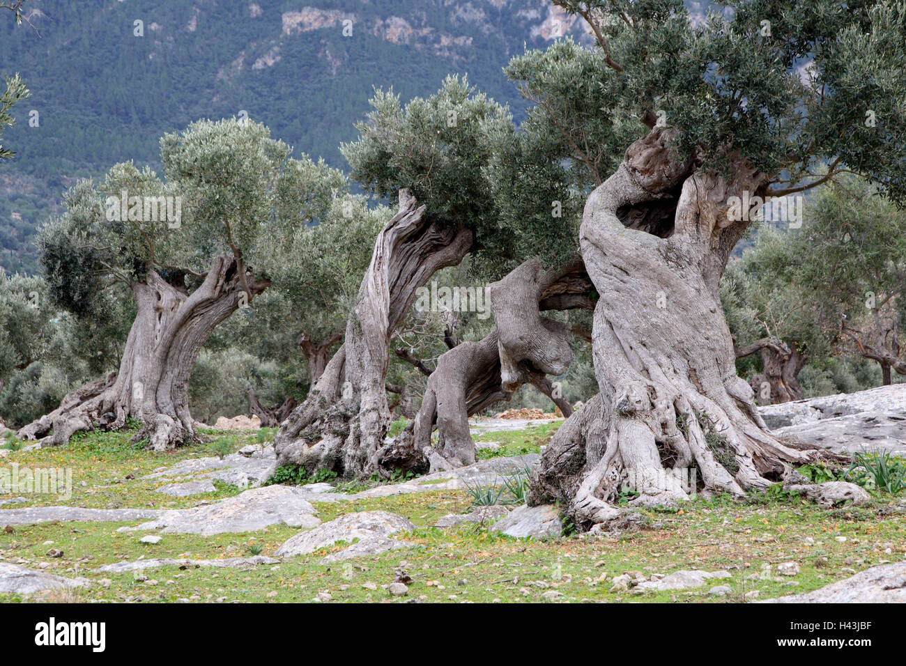 Majorca, olive grove, Spain, the Balearic Islands, Balearic Islands ...