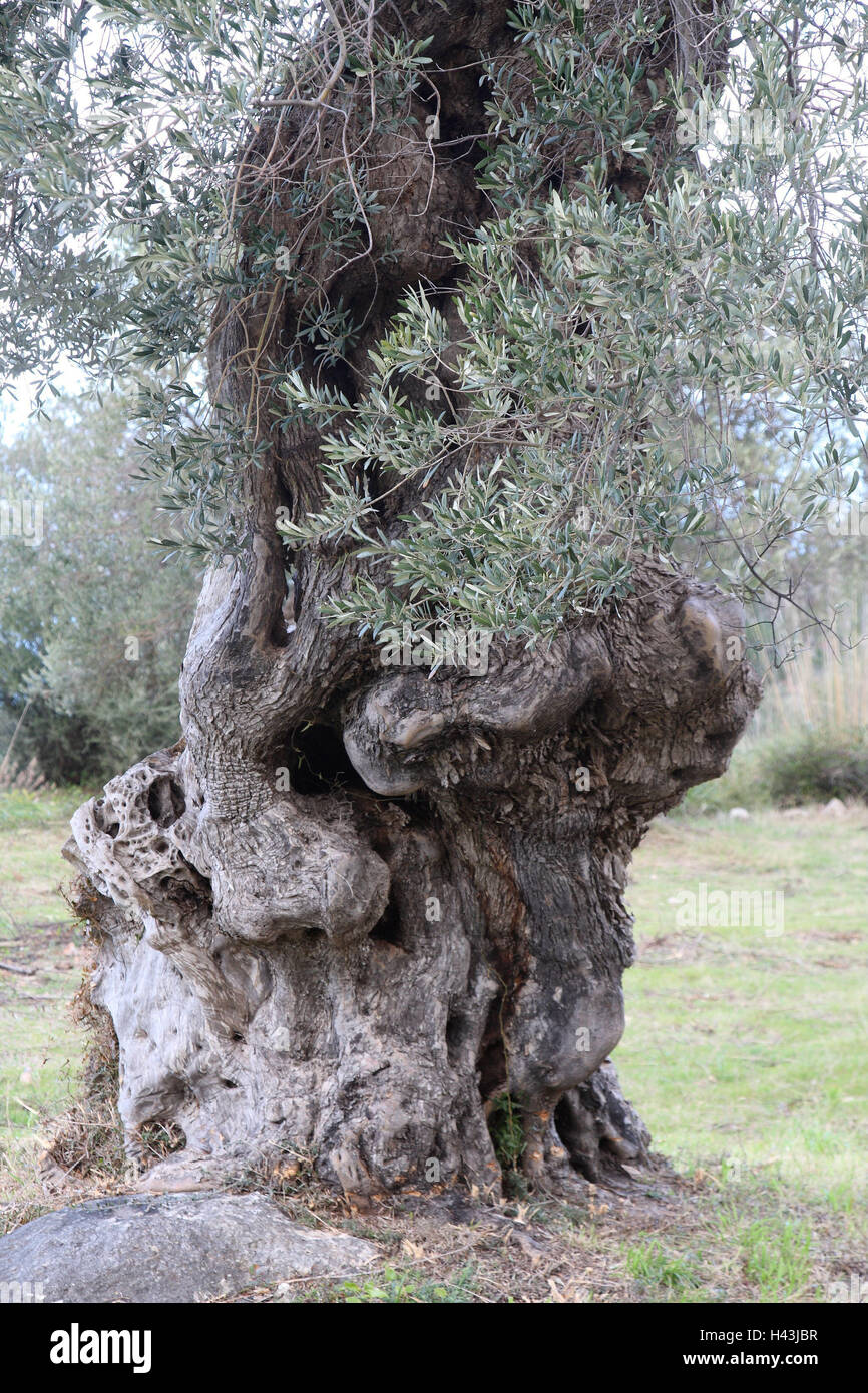 Majorca, olive grove, olive tree, detail, Spain, the Balearic Islands ...